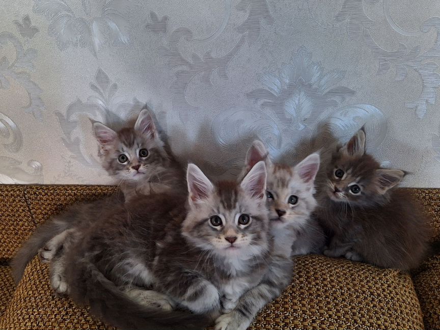 Мейн-кун