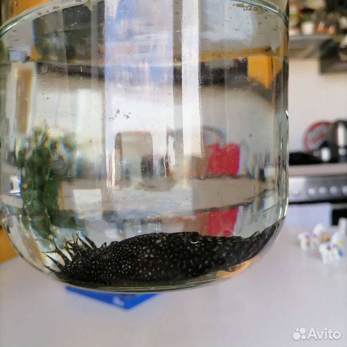 Сом анцитрус бесплатно