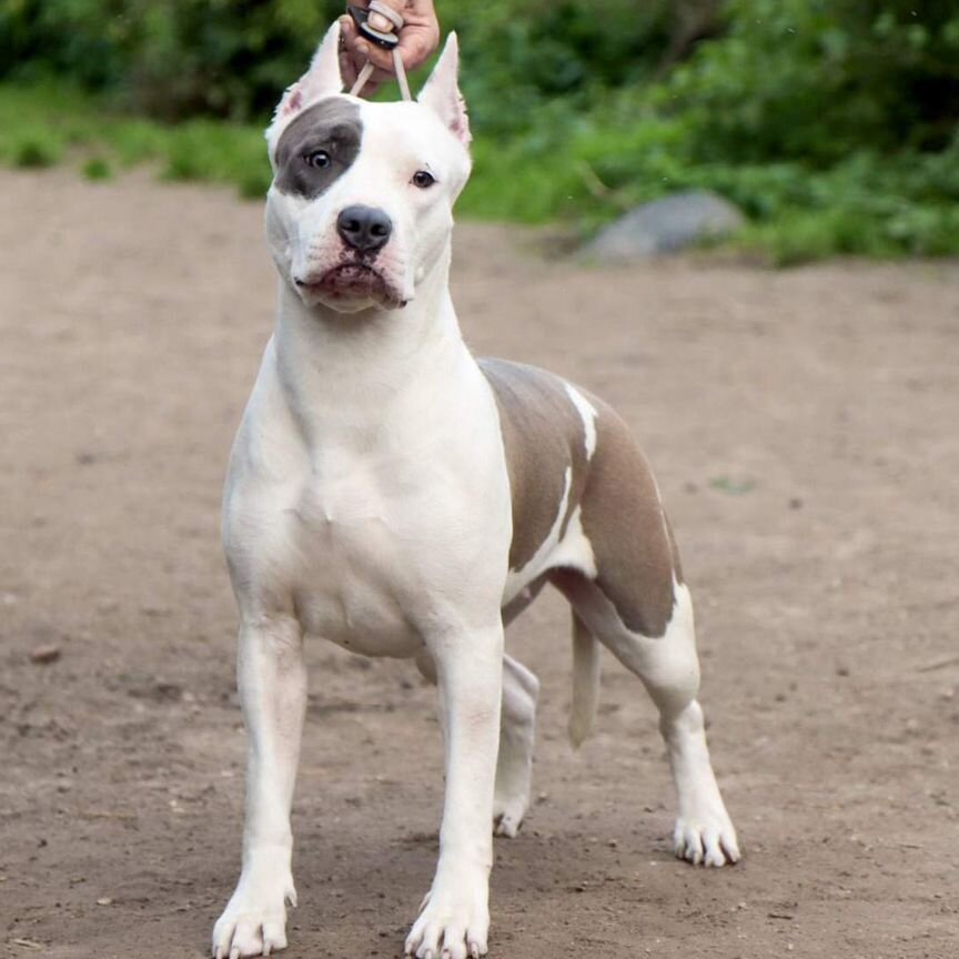 Молодая, голубая с белым стаффочка