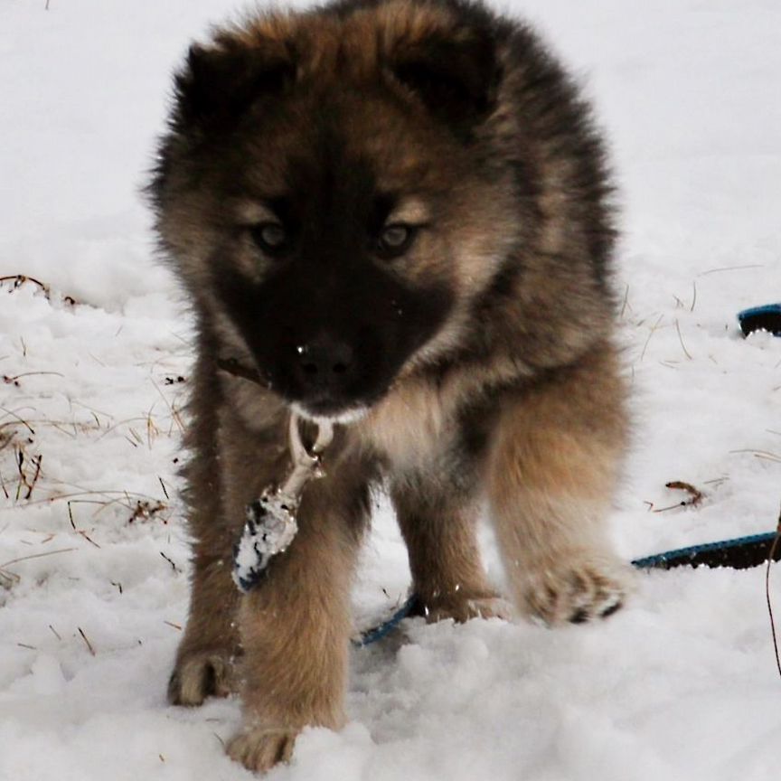 Щенок от крупных родителей