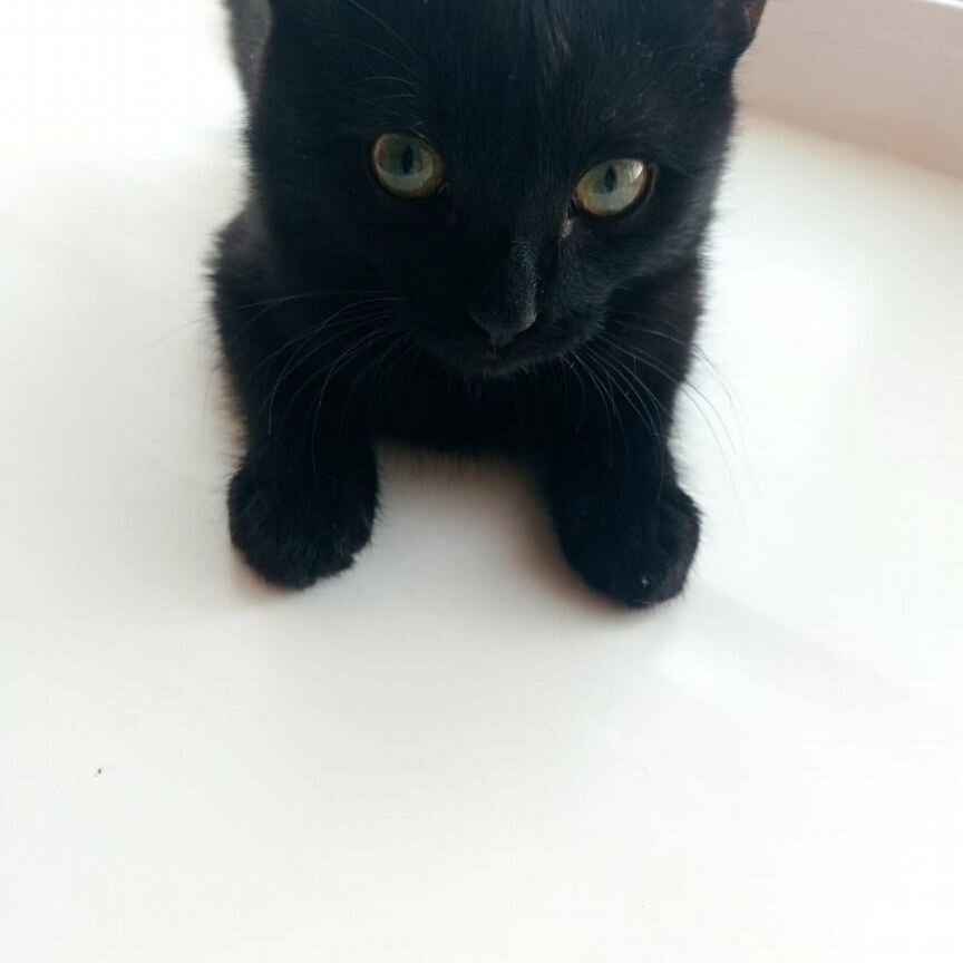 Кошечка черная зеленые глаза