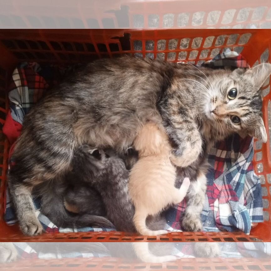 Котёнок в добрые руки