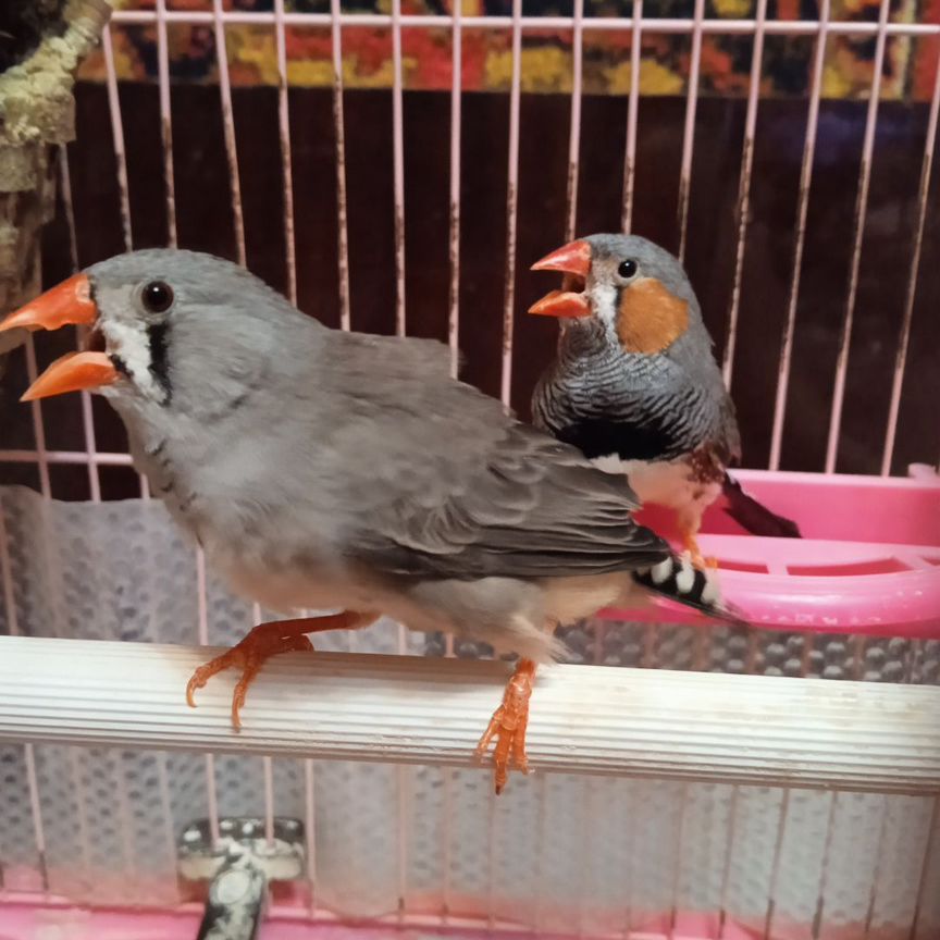 Пара зебровых амадинов(с клеткой)