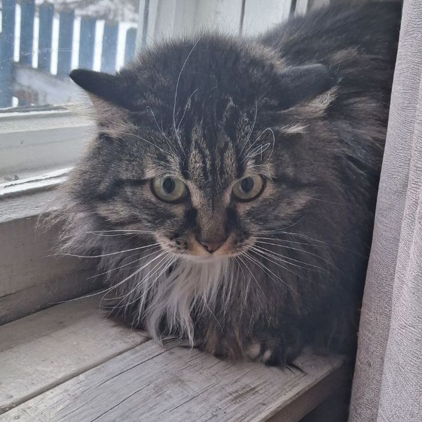 Взрослая, кошка в добрые руки