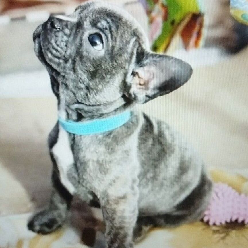 Французский бульдог, щенок