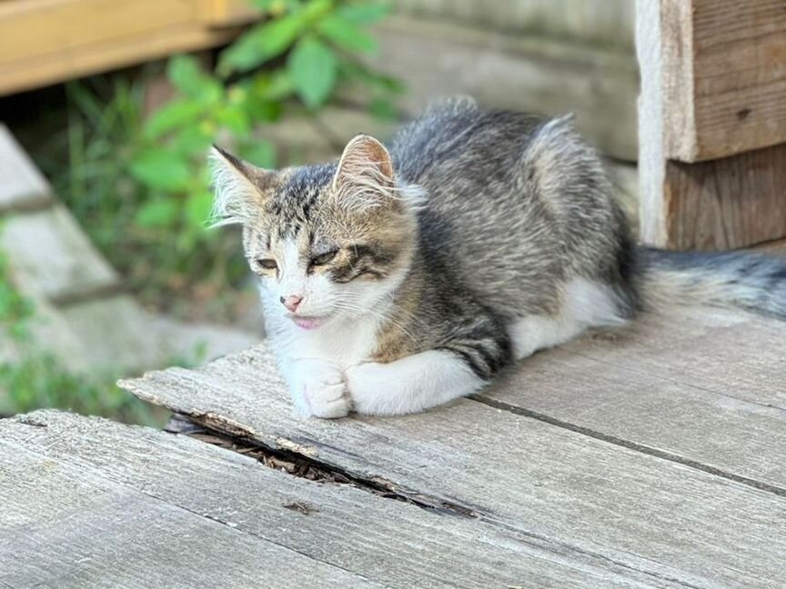 Котёнок из банды малышей ищет семью