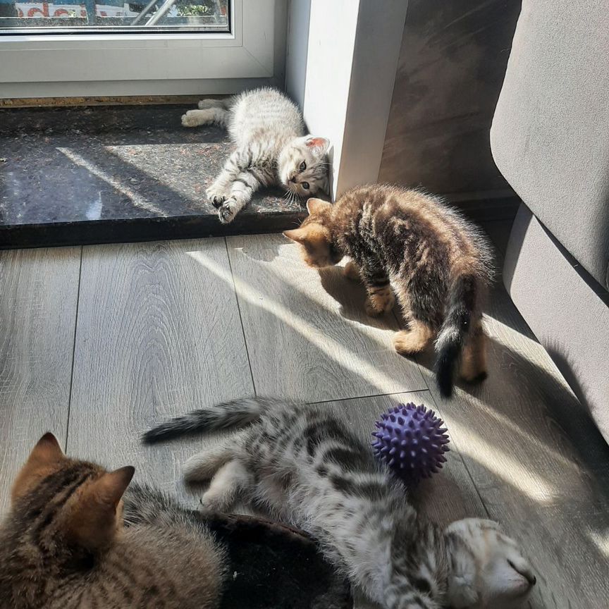 Шотландские котята