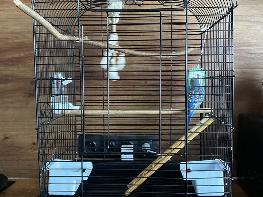 Клетка для попугая с волнистым попугаем