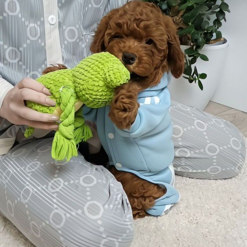 Мальтипу, щенок