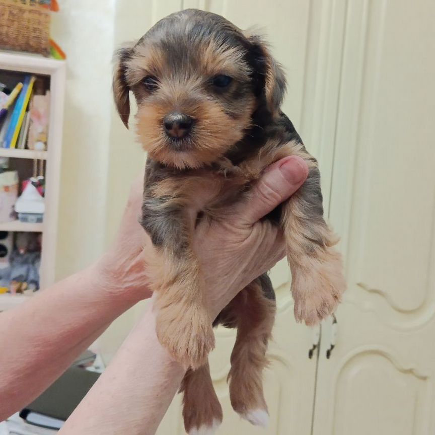 Йоркширский терьер, щенок