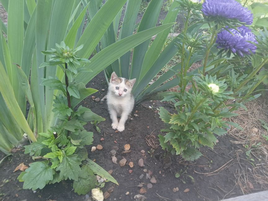 Котенок