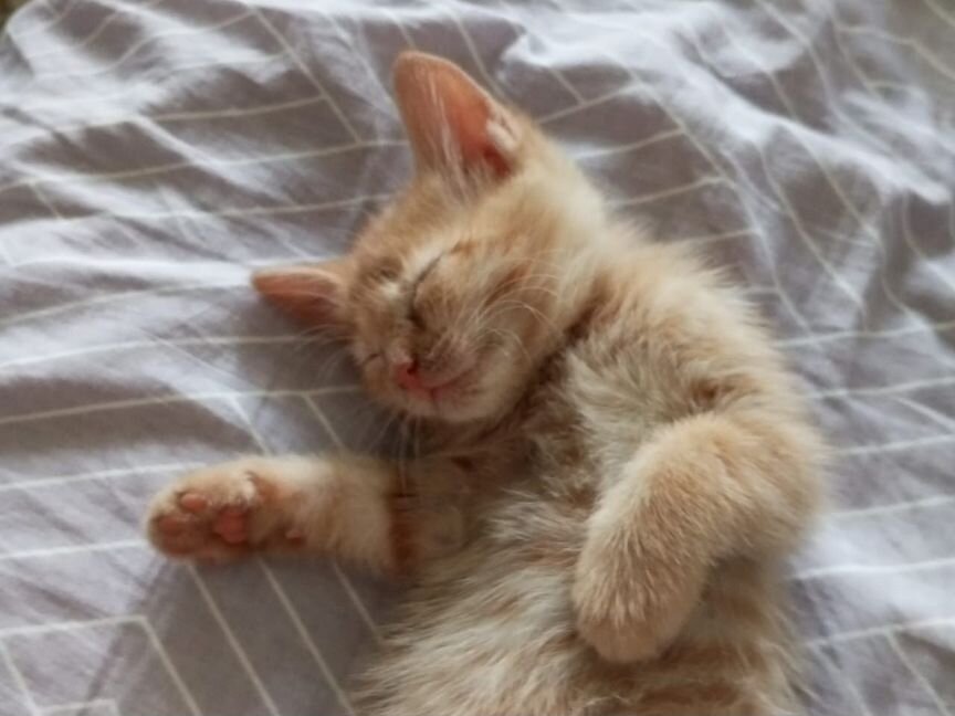 Рыжий котенок