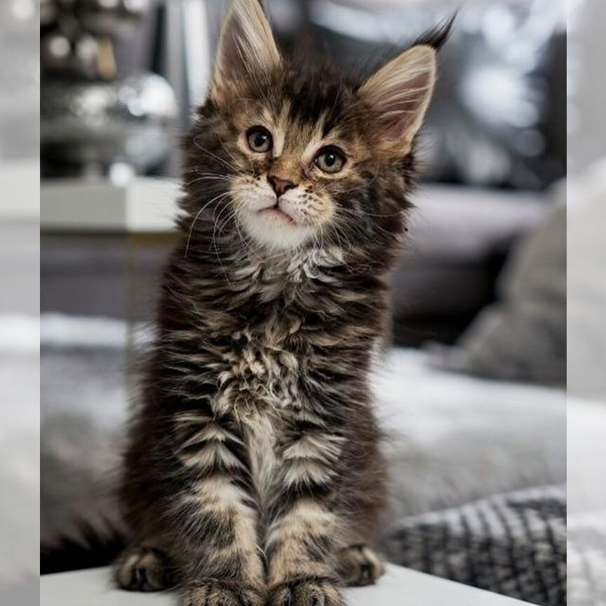 Мейн-кун котёнок