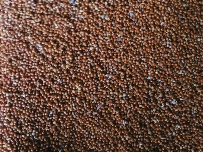 Просо красное