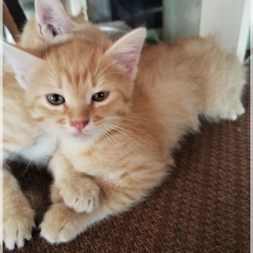 Котята