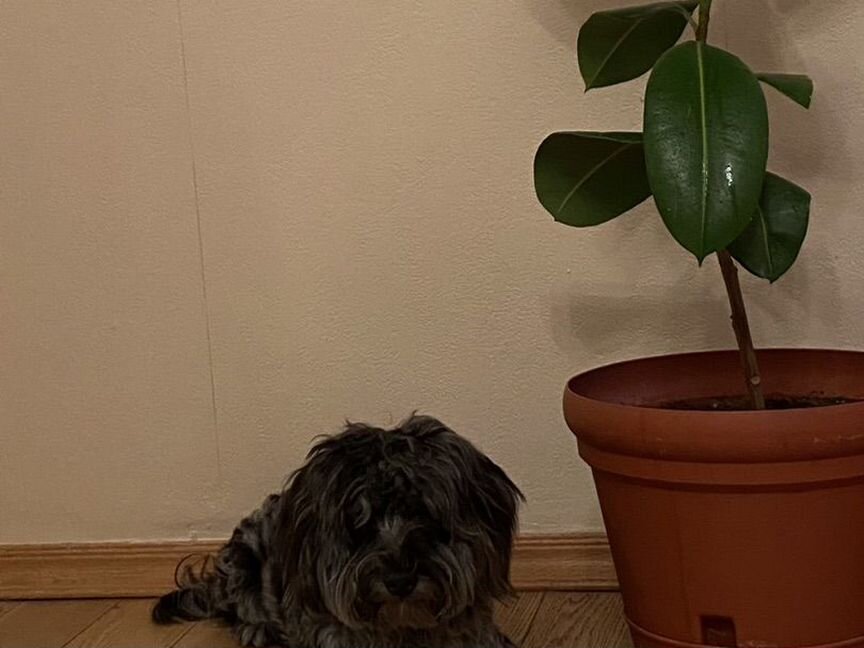 Вязка, метис йорка и мальтипу