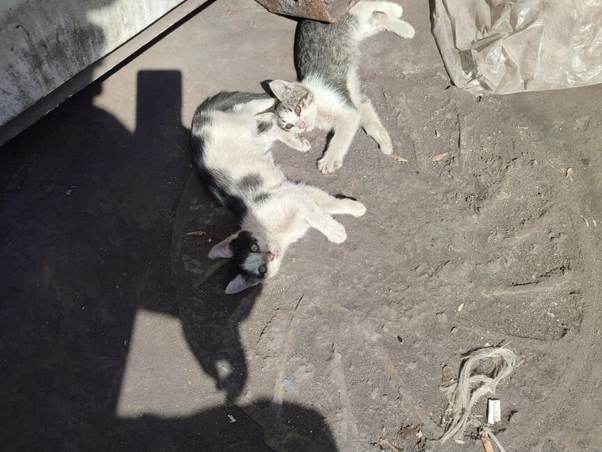 Котята с комбината