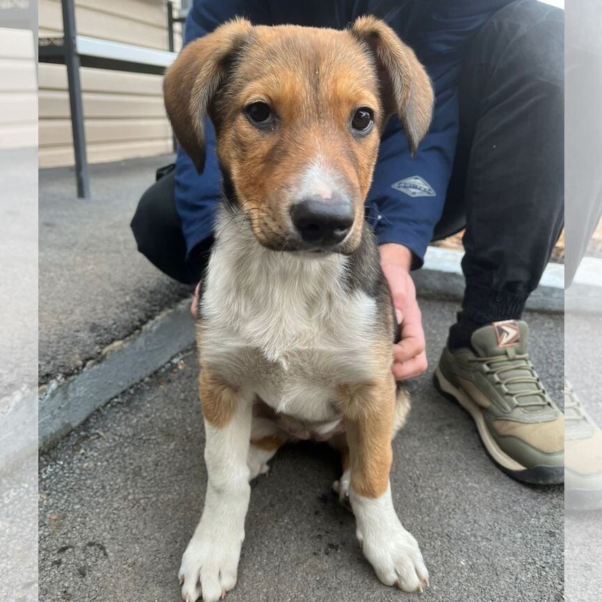 Щенок в добрые руки