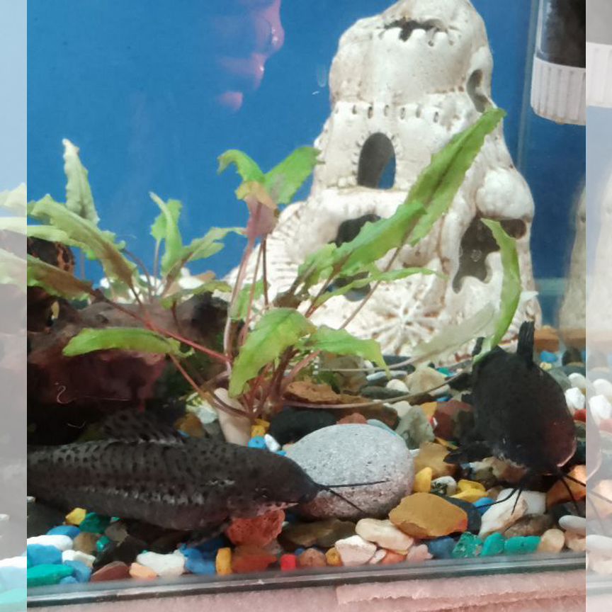 Аквариумные рыбки