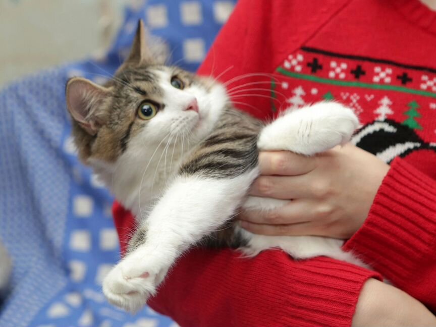 Котёнок Нафаня