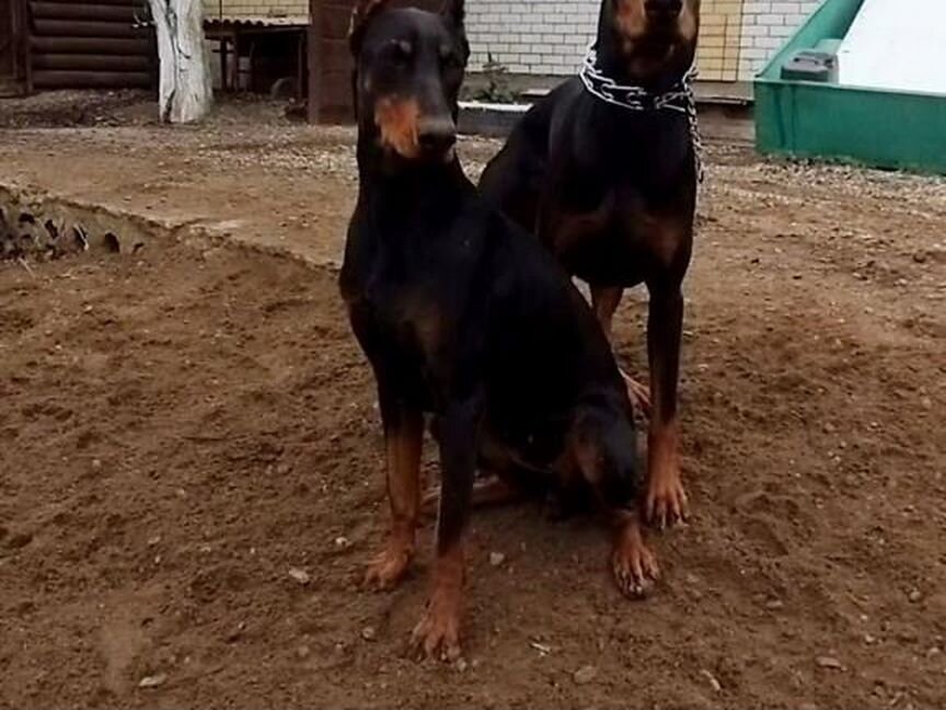 Щенки добермана