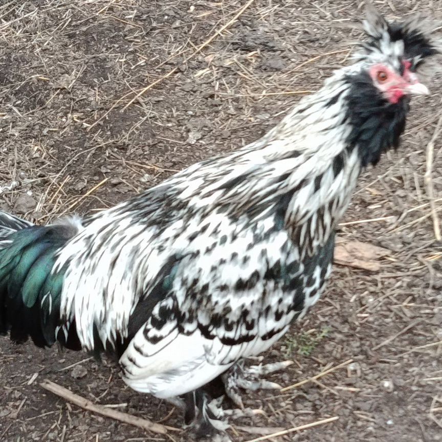 Молодые петушки