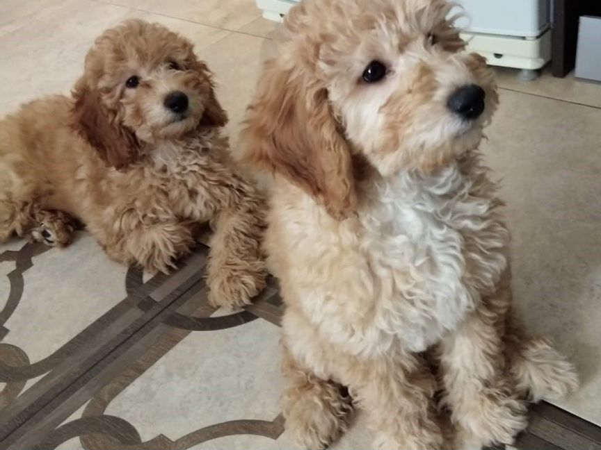 Щенки малого пуделя