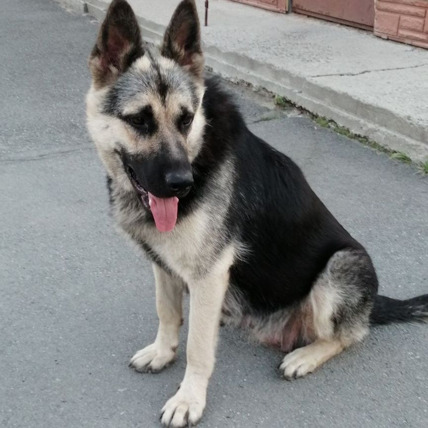 Восточно европейская овчарка