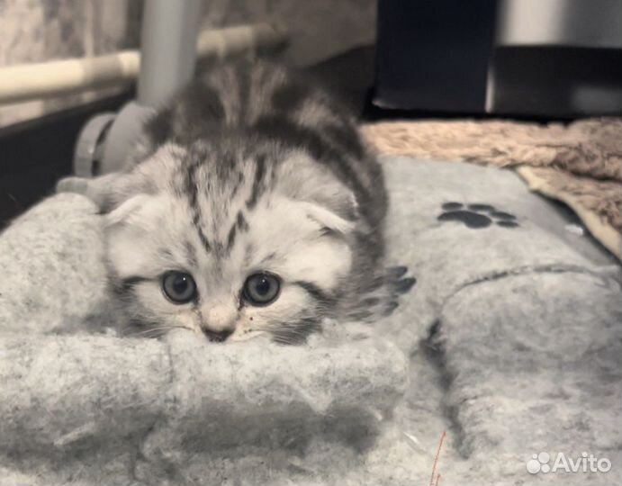 Шотландские вислоухие