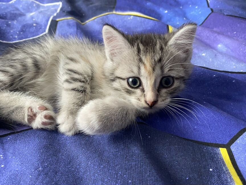 Котята
