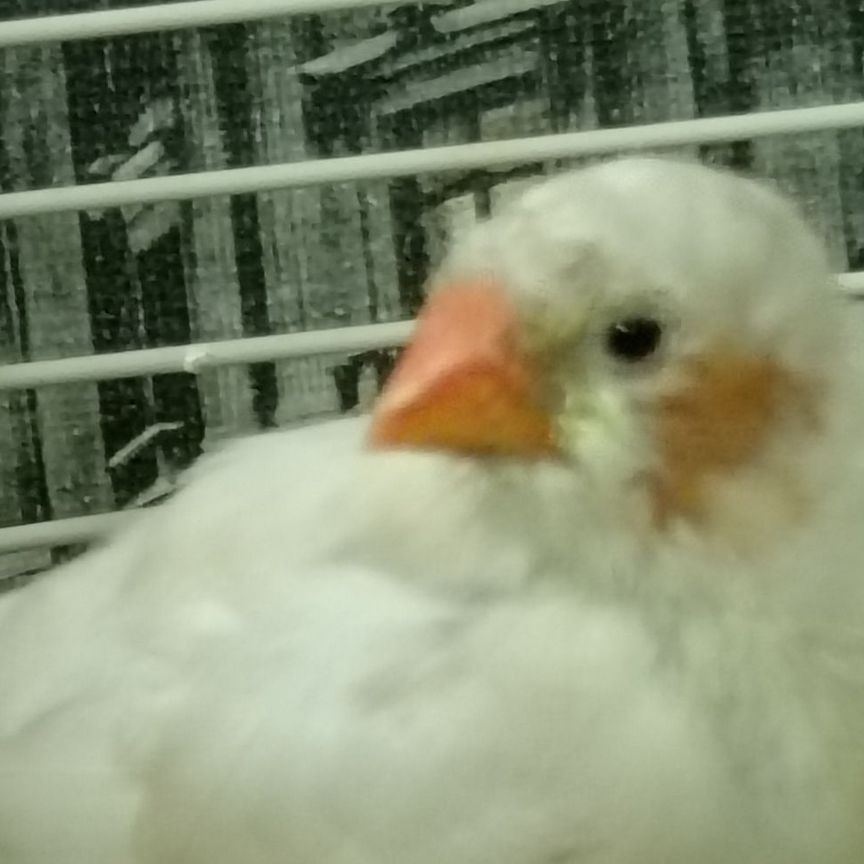 Амадины самец