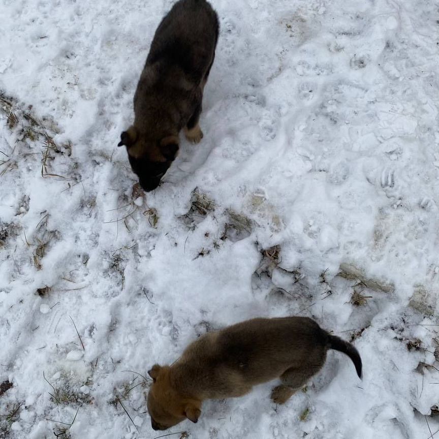 Щенок в добрые руки