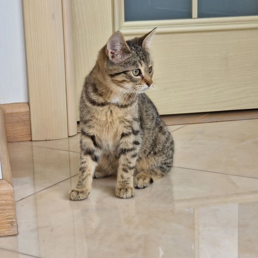 Котенок мальчик в добрые руки