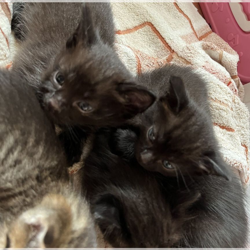 Отдам котят в добрые руки