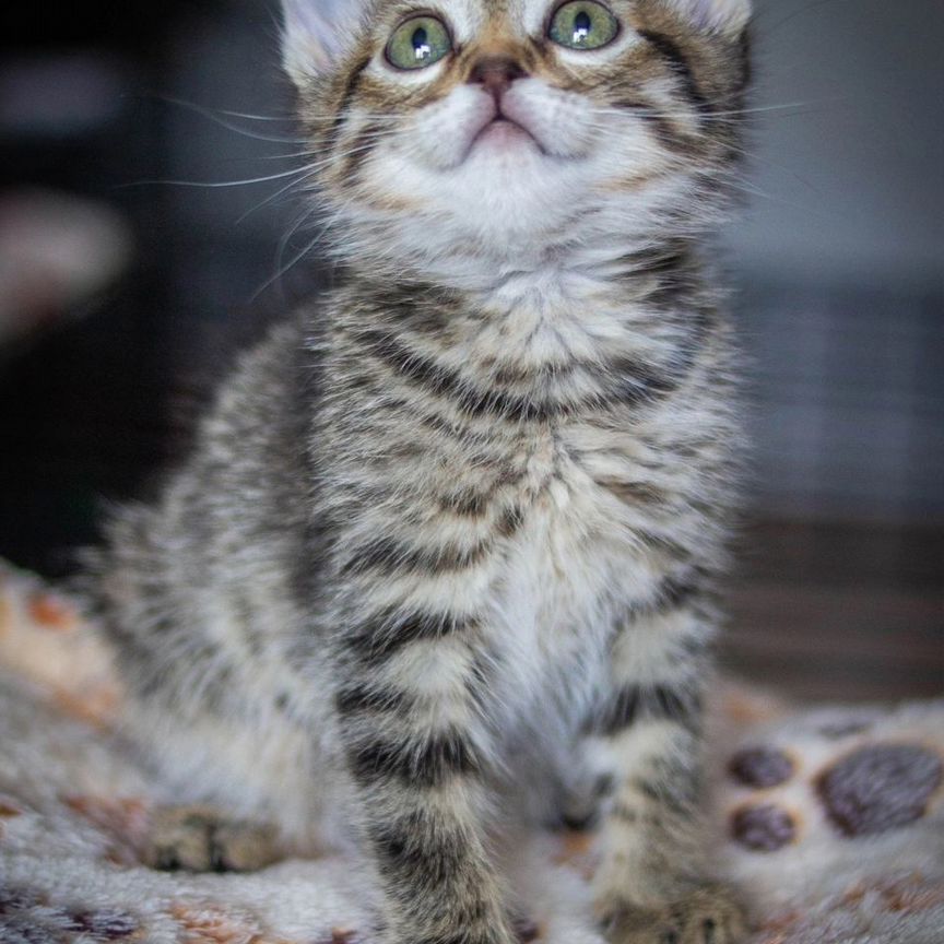Милашка кошечка Леона
