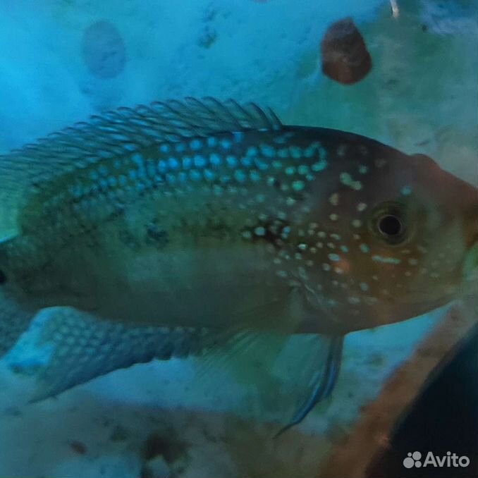 Рыбки цихлид. "пчёлка"