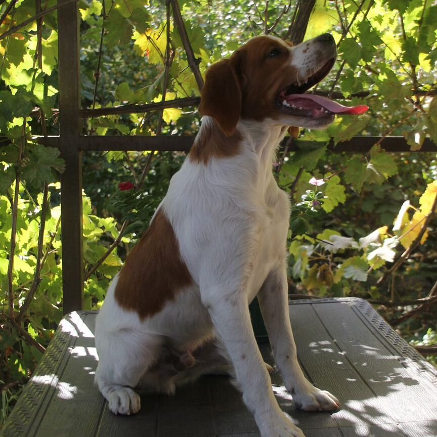 Щенки эпаньоль бретон, бретонский эпаньоль