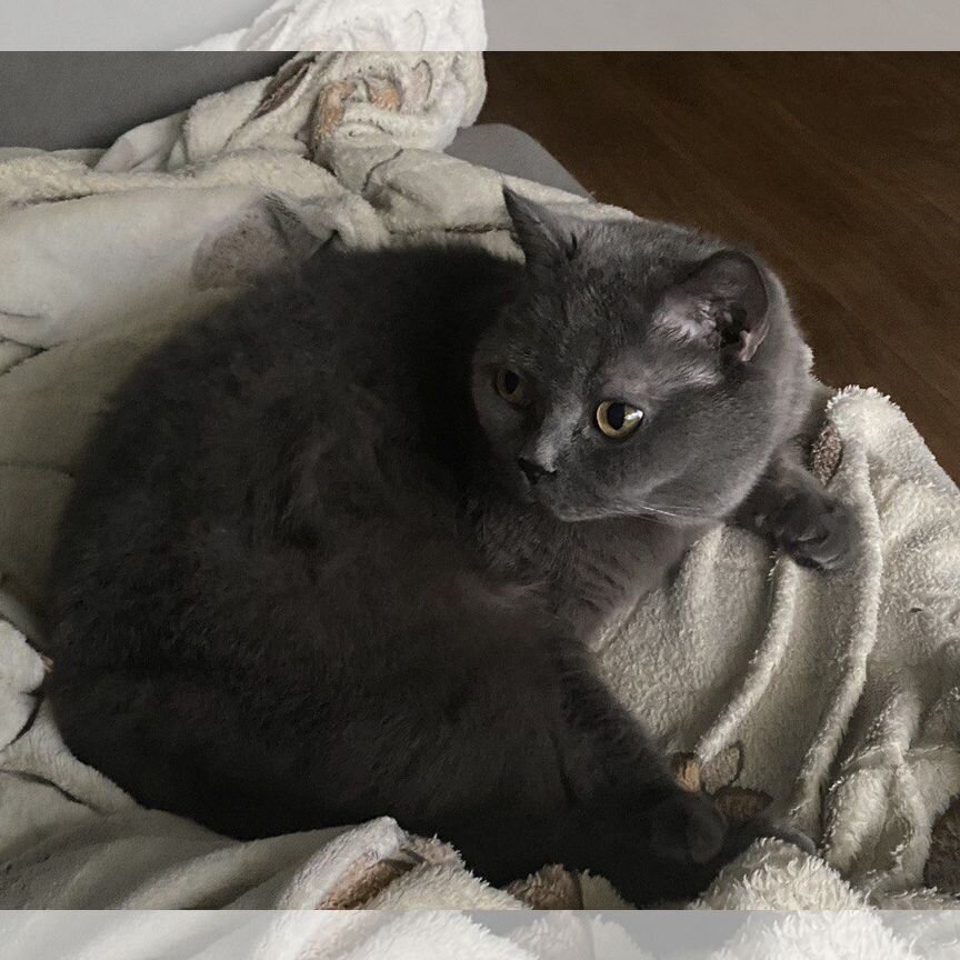 Британский короткошёрстный кот, взрослый