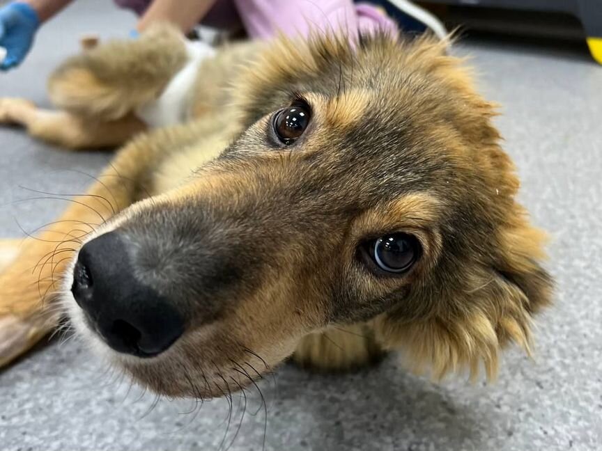 Пристройство собаки и сбор денег