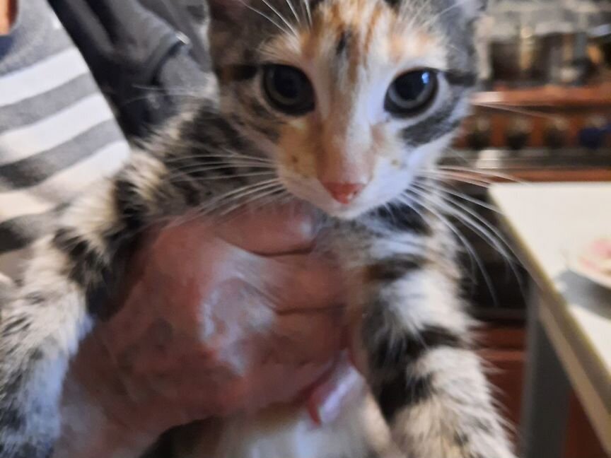 Трёхцветый котёнок ищет хозяина