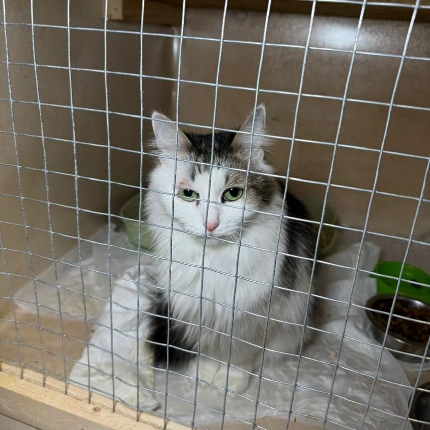 Кошечка Мята из приюта в добрые руки