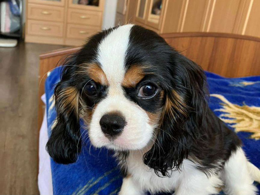 Кавалер кинг чарльз спаниель девочка