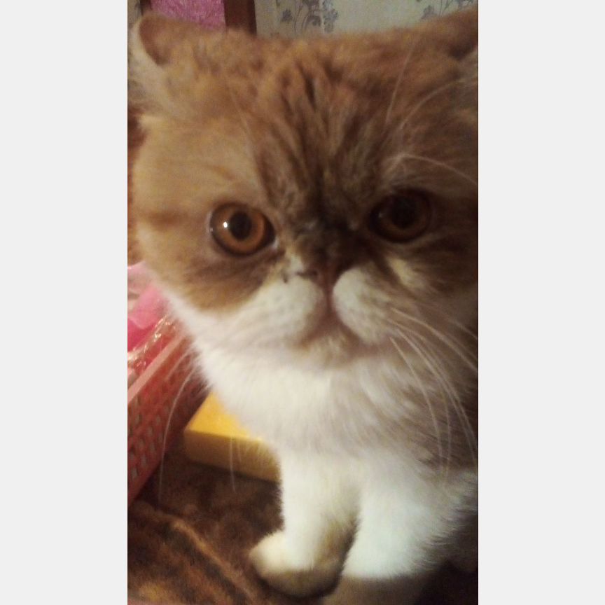 Экзотический кот