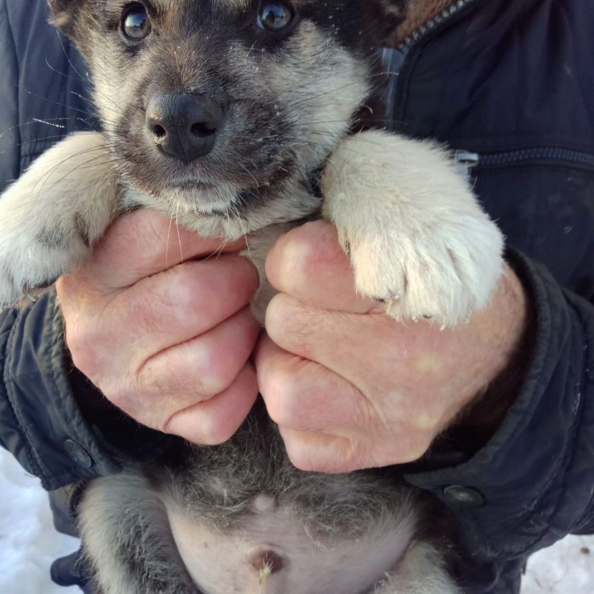 Домашние животные собаки щенки бесплатно