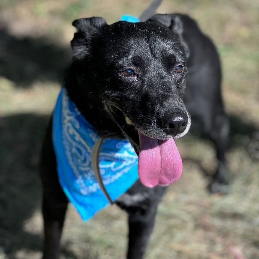 Собака Тучка в добрые руки