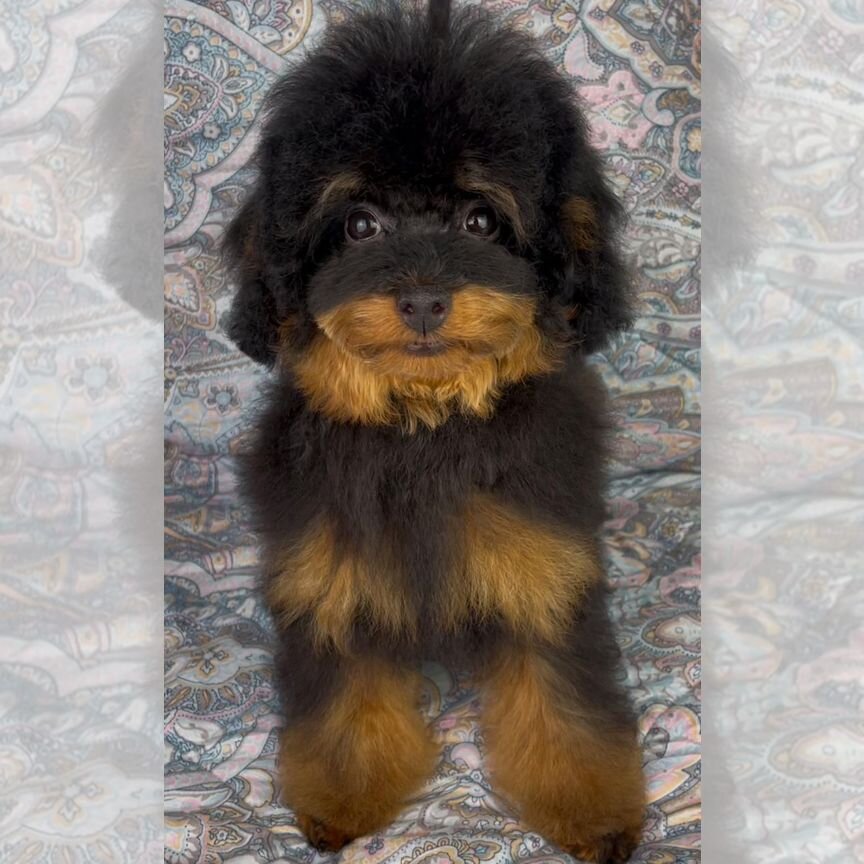 Тедди пудель мальчик