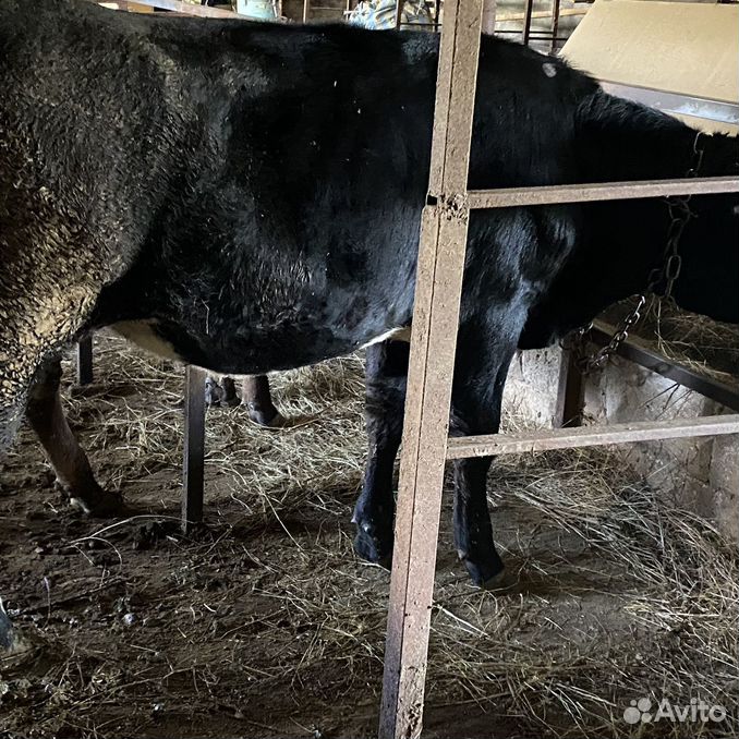 Продаю Тёлок