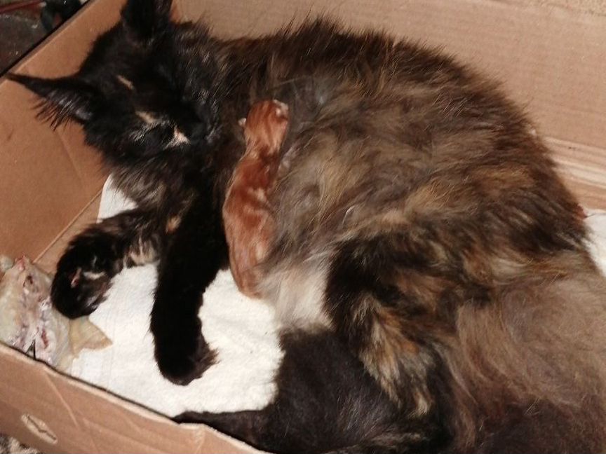 Котенок мейн-кун