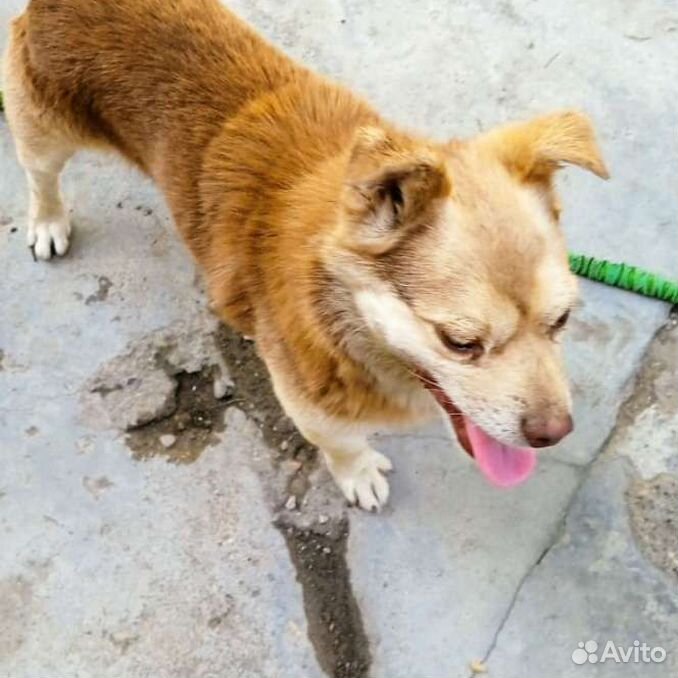 Найдена собака мальчик