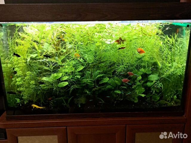 Растения,меченосцы,молинезии